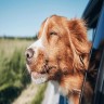 Fine Pixel | AI Image Upscaler & Image Generator